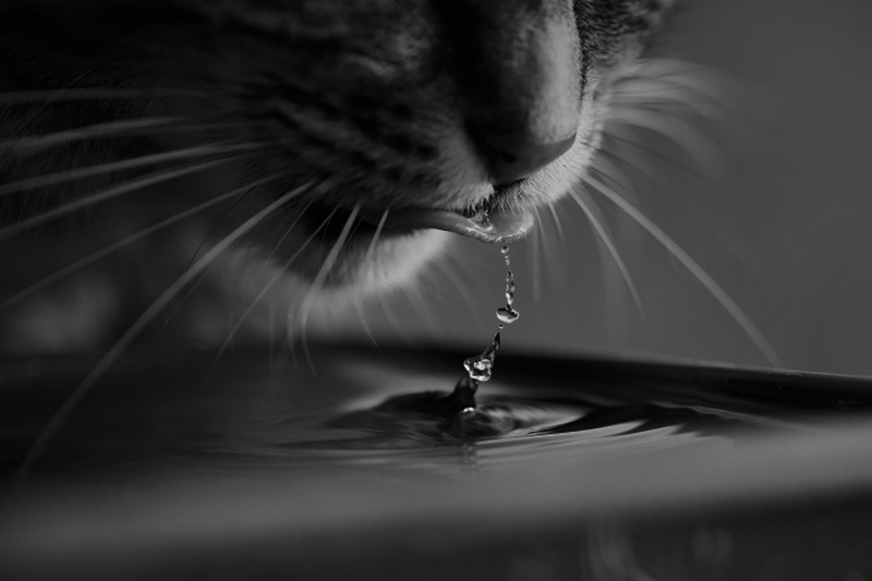 5 Signs Your Cat Has Diabetes | Abbey Animal Hospital